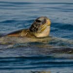 12 Turtle Species in Rhode Island (ID + Pics) - Pond Informer