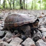 List of Turtle Species in Virginia 2023 (ID + Pics) - Pond Informer