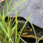 List of Turtle Species in Virginia 2023 (ID + Pics) - Pond Informer