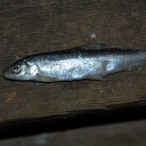 List of Fish Species in Becharof Lake (ID + Pics) - Pond Informer