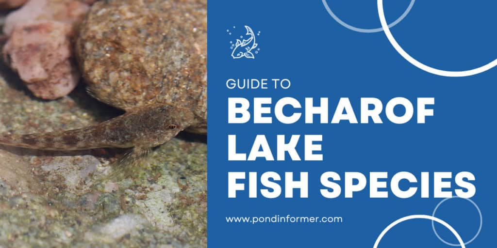 List of Fish Species in Becharof Lake 2023 (ID + Pics) - Pond Informer