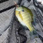 Freshwater Fish Species in Hawaii (ID + Pics) - Pond Informer