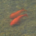 Freshwater Fish Species in Hawaii (ID + Pics) - Pond Informer