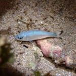 Freshwater Fish Species in Hawaii (ID + Pics) - Pond Informer