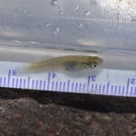 Freshwater Fish Species in Hawaii (ID + Pics) - Pond Informer