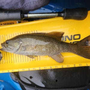 Freshwater Fish Species in Hawaii (ID + Pics) - Pond Informer