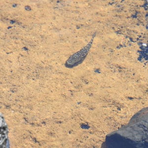 Freshwater Fish Species in Hawaii (ID + Pics) - Pond Informer