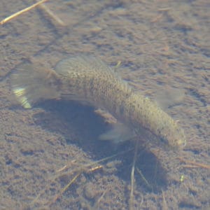 Freshwater Fish Species in Illinois (ID + Pics) - Pond Informer