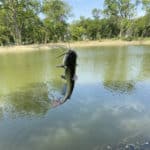 Freshwater Fish Species in Illinois (ID + Pics) - Pond Informer
