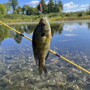 Freshwater Fish Species in Illinois (ID + Pics) - Pond Informer