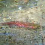 Freshwater Fish Species in Illinois (ID + Pics) - Pond Informer