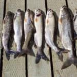 Freshwater Fish Species in Illinois (ID + Pics) - Pond Informer