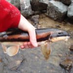 Freshwater Fish Species in Illinois (ID + Pics) - Pond Informer
