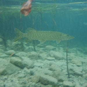 Freshwater Fish Species in Illinois (ID + Pics) - Pond Informer