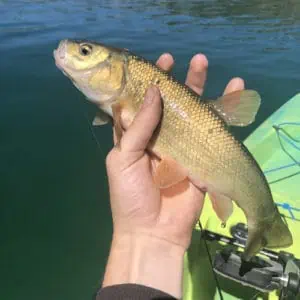 List of Fish Species in Upper Klamath Lake (Updated) - Pond Informer