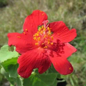 12 Native Low Maintenance Plants for Texas - Pond Informer
