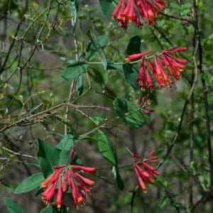 28 Best Native Flowers to Plant in Texas (Top Picks) - Pond Informer