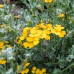 28 Best Native Flowers to Plant in Texas (Top Picks) - Pond Informer