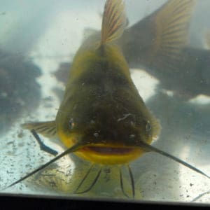 List of Fish Species in Norris Lake (Updated) - Pond Informer