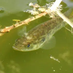 List of Perch Species 2023 [ID + Pictures] - Pond Informer