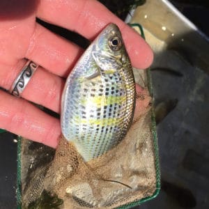 List of Perch Species 2023 [ID + Pictures] - Pond Informer