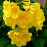 10 Best Potted Plants for Texas Heat - Pond Informer