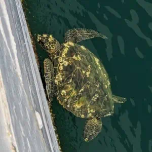 12 Turtle Species in Washington State ID + Pics) - Pond Informer