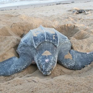 12 Turtle Species in Washington State ID + Pics) - Pond Informer