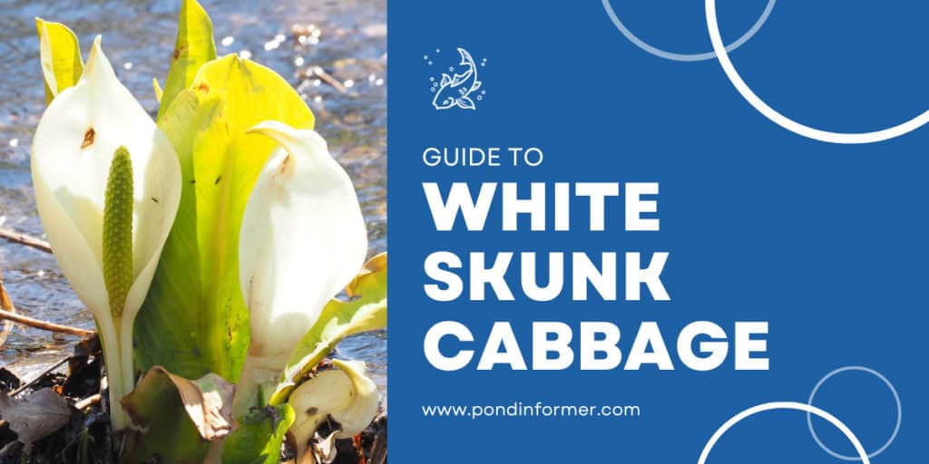 How to Plant & Grow White Skunk Cabbage (Lysichiton camtschatcensis ...