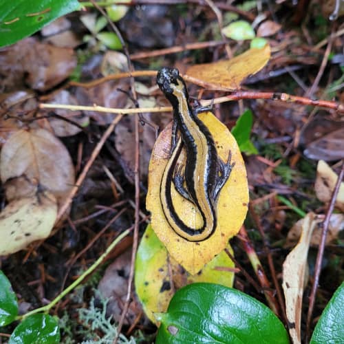 List of Salamander Species in Alaska (ID + Pics) - Pond Informer