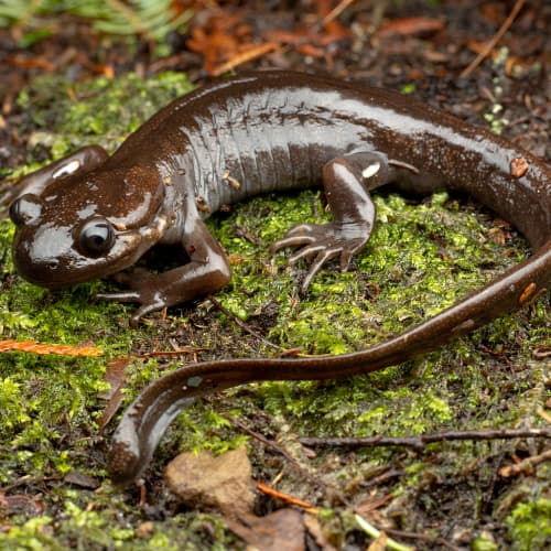 List of Salamander Species in Alaska (ID + Pics) - Pond Informer