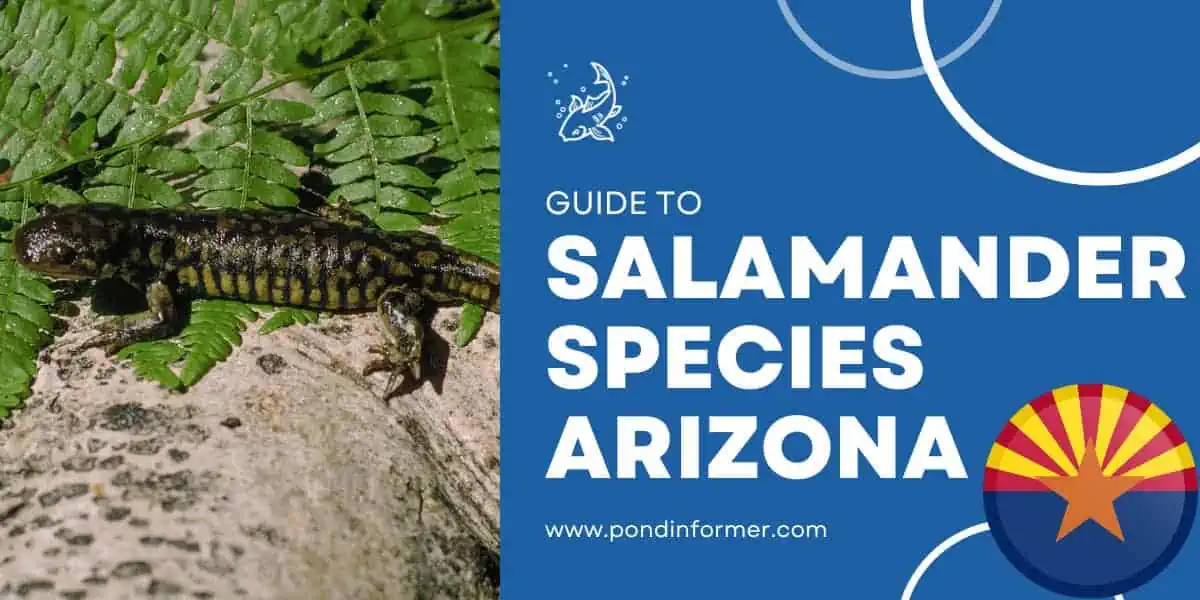 List of Salamander Species in Arizona (ID + Pics) - Pond Informer