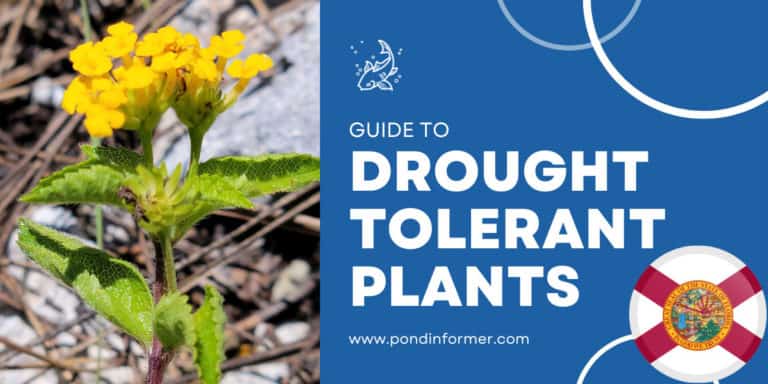 20 Best Drought Tolerant Plants for Florida 2023 [Updated] - Pond Informer