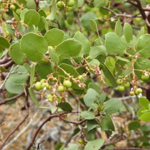26 Best Drought Tolerant Plants for Oregon - Pond Informer