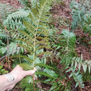12 Best Ferns for Shade (Top Species) - Pond Informer