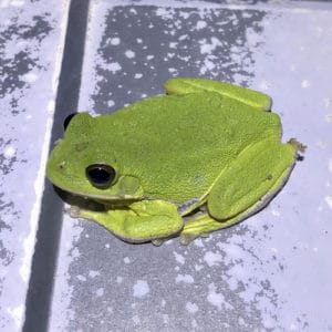 19 Frog Species in Alabama (ID + Pics) - Pond Informer