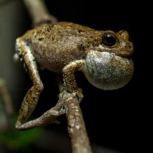 19 Frog Species in Alabama (ID + Pics) - Pond Informer