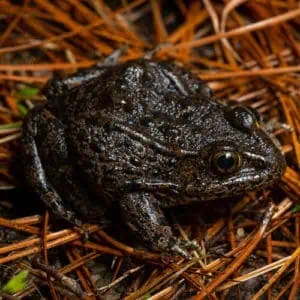 19 Frog Species in Alabama (ID + Pics) - Pond Informer