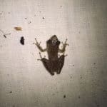 19 Frog Species in Alabama (ID + Pics) - Pond Informer