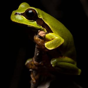 19 Frog Species in Alabama (ID + Pics) - Pond Informer