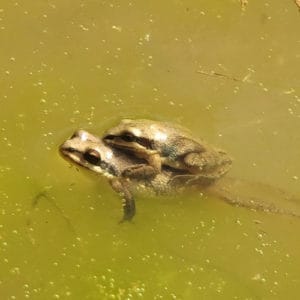 19 Frog Species in Alabama (ID + Pics) - Pond Informer