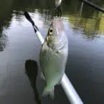 List of Fish Species in Lake St. Clair (Updated) - Pond Informer