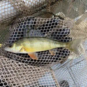 List of Fish Species in Lake St. Clair (Updated) - Pond Informer