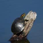 List of Turtle Species in Oregon (ID + Pics) - Pond Informer