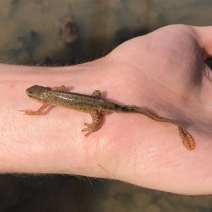 20 Salamander Species in Alabama (ID + Pics) - Pond Informer