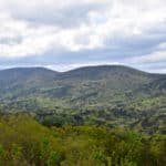 20 Salamander Species in Alabama (ID + Pics) - Pond Informer
