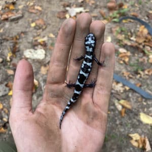 20 Salamander Species in Alabama (ID + Pics) - Pond Informer