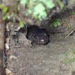 20 Salamander Species in Alabama (ID + Pics) - Pond Informer