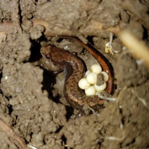 20 Salamander Species in Alabama (ID + Pics) - Pond Informer
