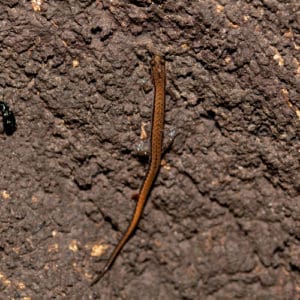 20 Salamander Species in Alabama (ID + Pics) - Pond Informer